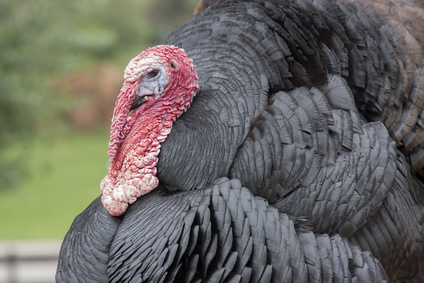La dinde est à l'honneur - Moulin de Serres
