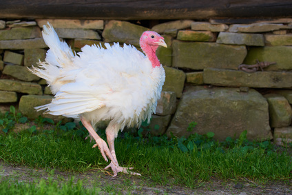 La dinde est à l'honneur - Moulin de Serres